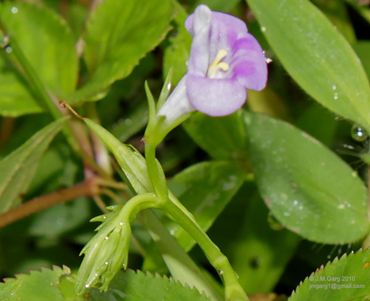 Lindernia ruellioides – eFlora of India